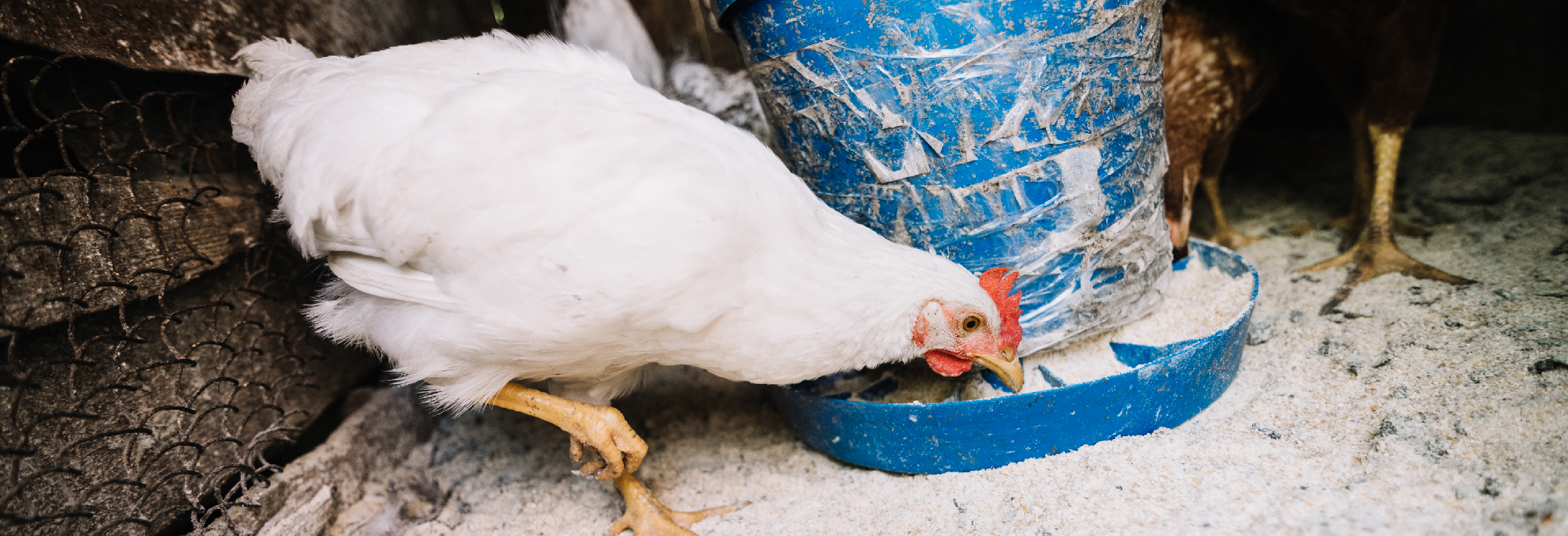 Avian Flu, Monkey Pox Outbreaks Require PPE Usage